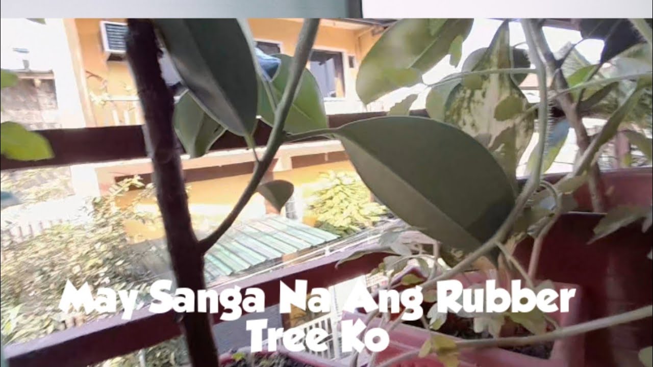 May mga Sanga na ang Rubber Tree - YouTube
