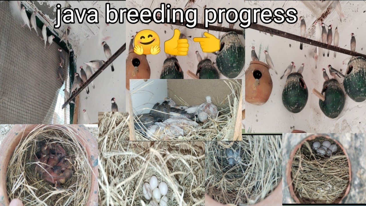 breeding progress Java 👌😜😍🥰🤗👍👍👈 - YouTube