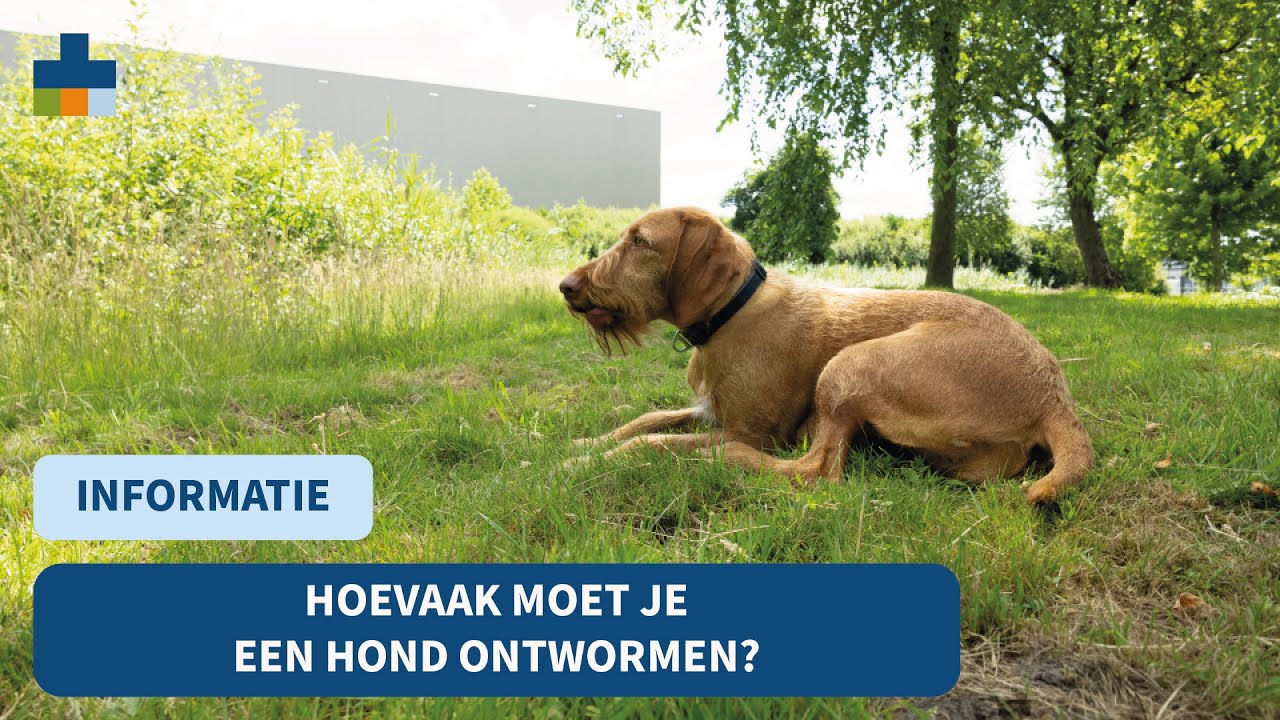 Hoe vaak moet je een hond ontwormen? - Medpets geeft tips! - YouTube