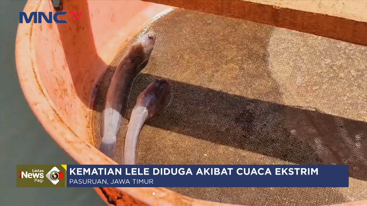 Akibat Cuaca Ekstrim Sebabkan Ribuan Bibit Ikan Lele Mati Mendadak di ...