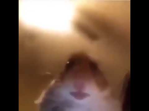 Hamster Looks at Camera [10 HOURS]