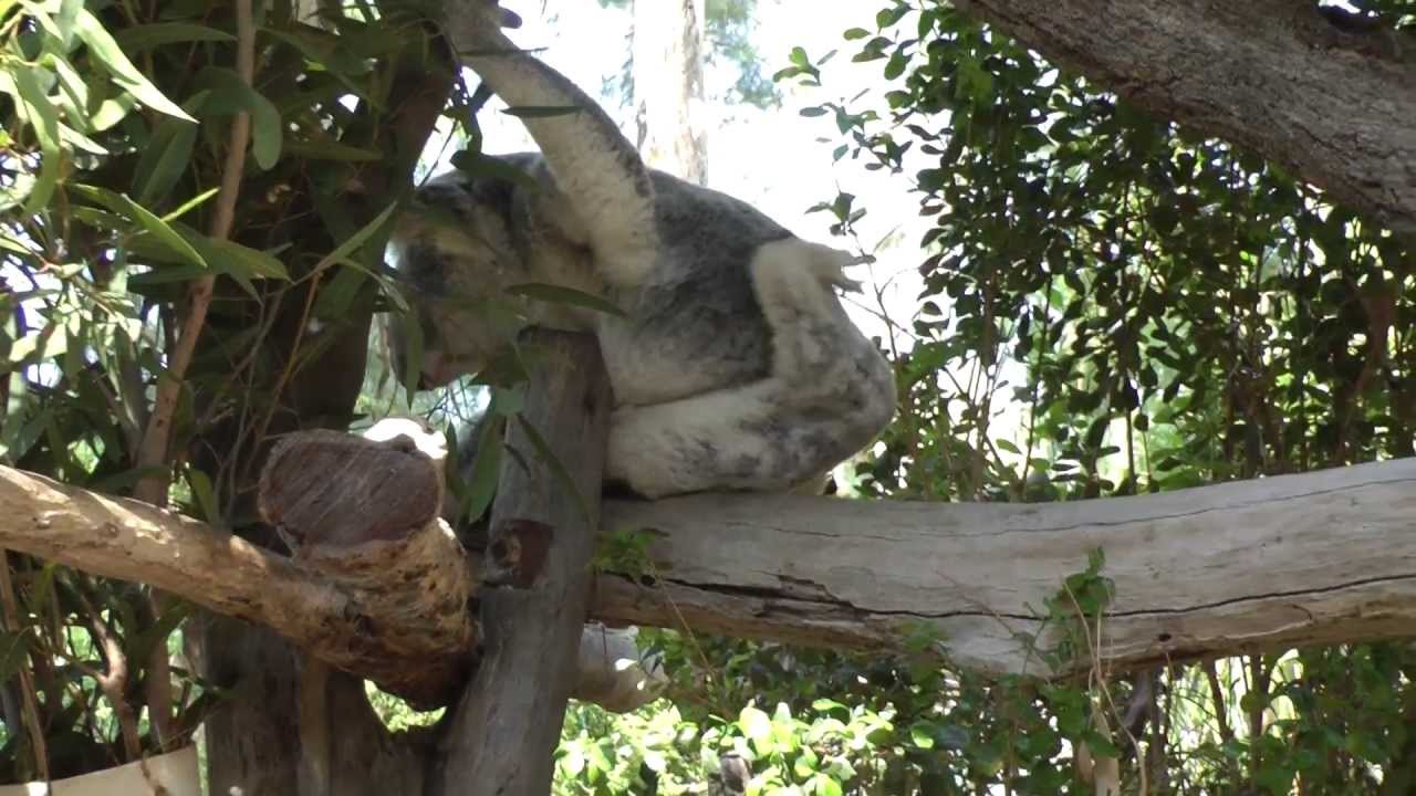 Chilling Koala at Rockhampton - YouTube