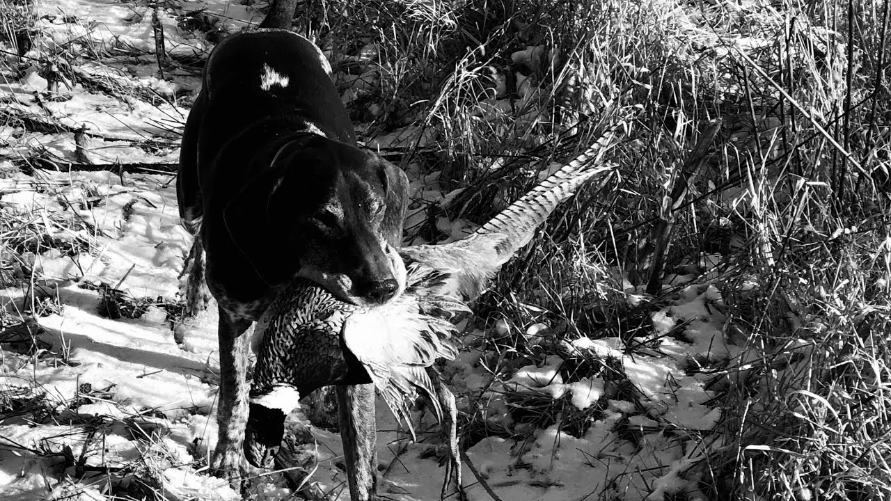 Swamp Rooster Pursuit with Dodger the GSP Des Plaines Conservation Area ...