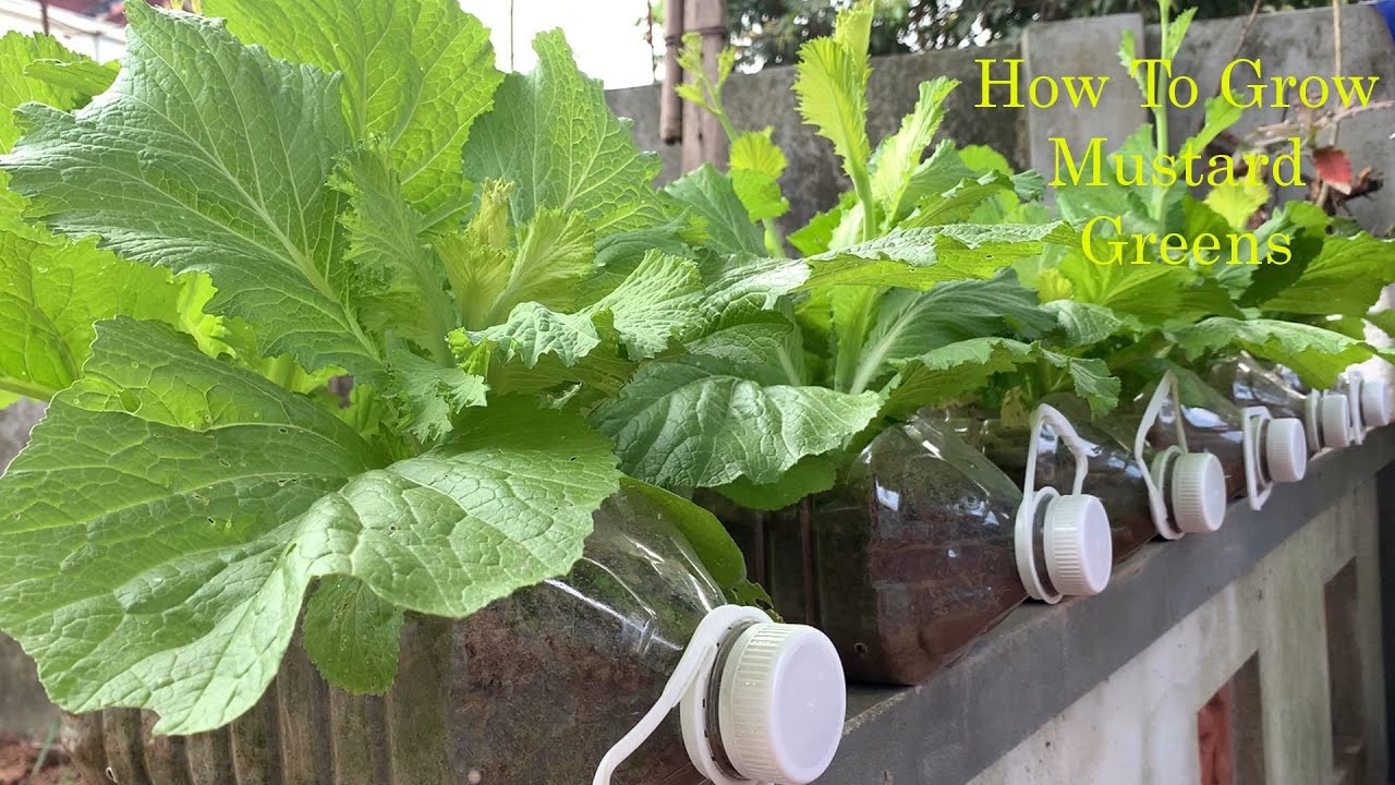 How To Grow Mustard Greens (Brassica Juncea) In Recycled Plastic ...