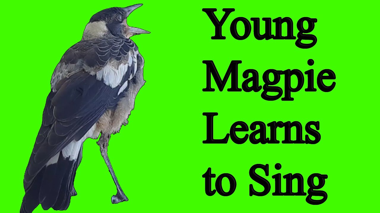 Young Australian Magpie Learns to Sing😍 - YouTube