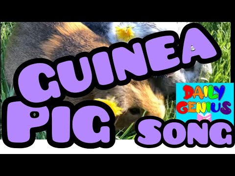 Guinea pig song nursery rhymes animals fun Learning Videos Toddlers ...