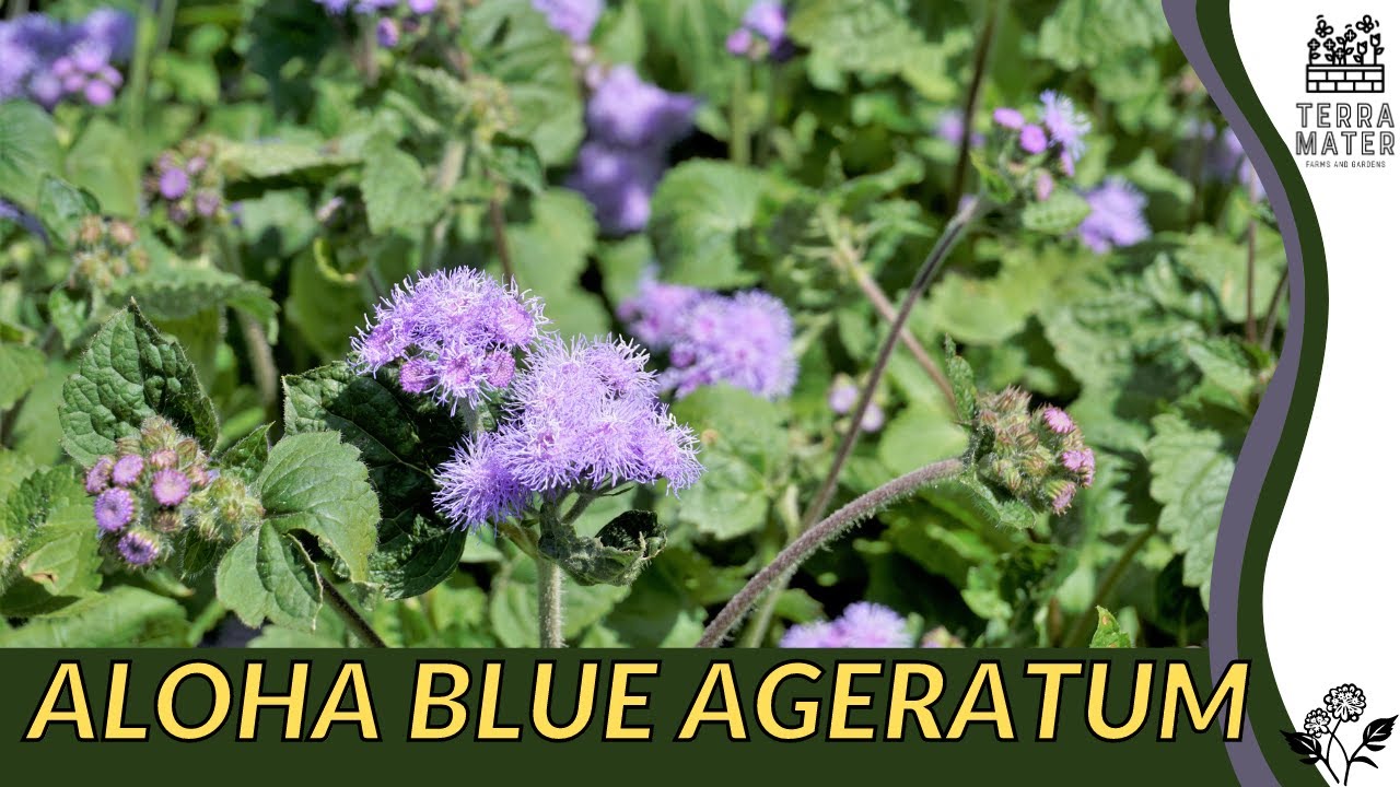 Growing ALOHA BLUE AGERATUM: Quick Tips for (Ageratum 'Aloha Blue ...