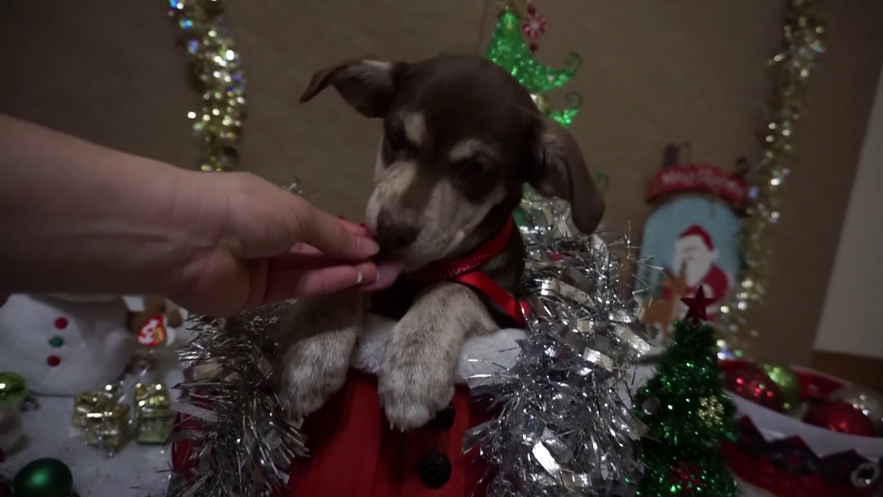 Video of adoptable pet named Snickers - YouTube