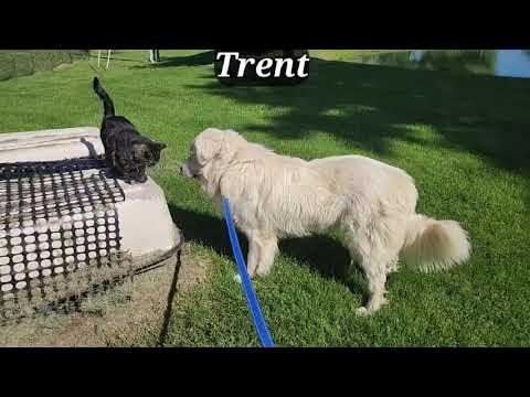 Trent meets a cat!
