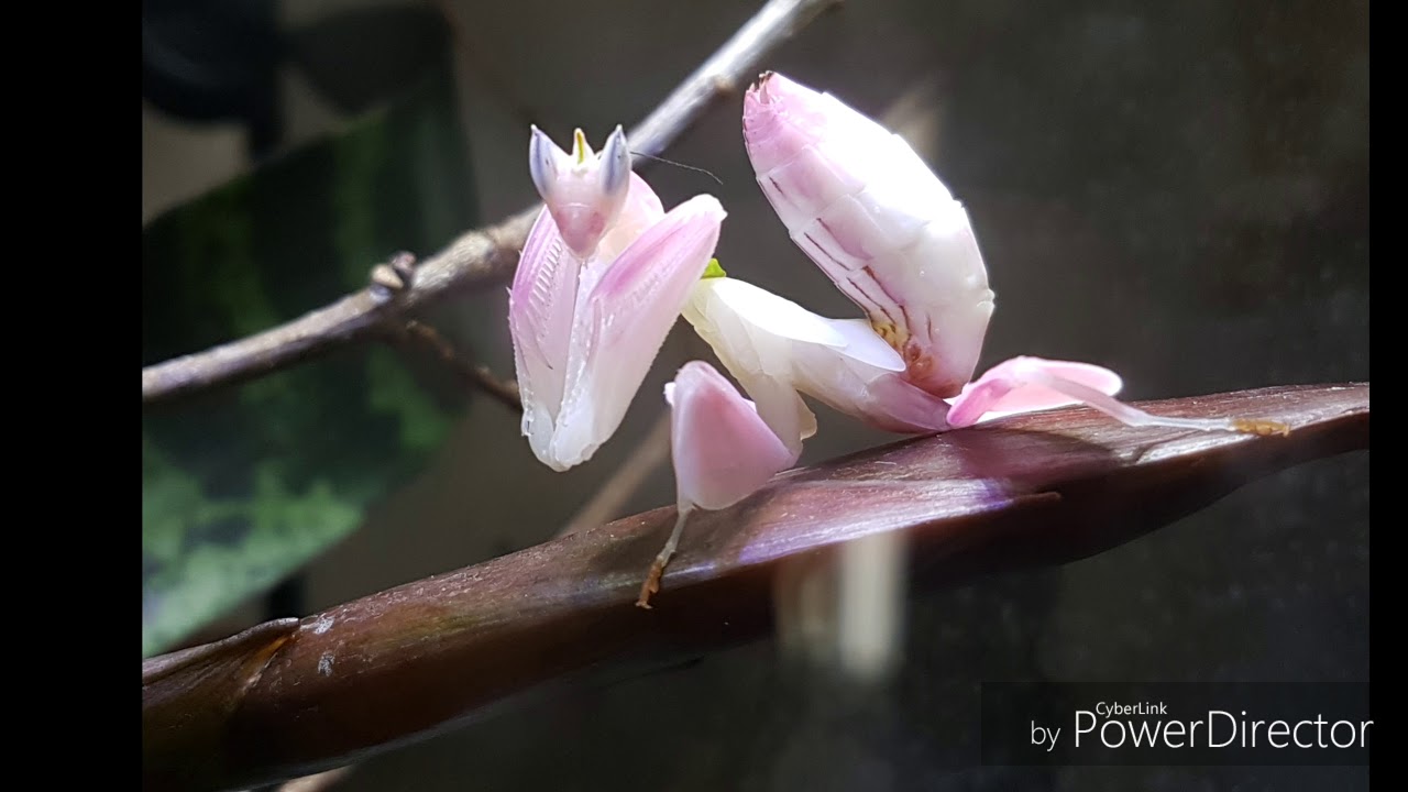 Hymenopus coronatus (orchid mantis) - YouTube