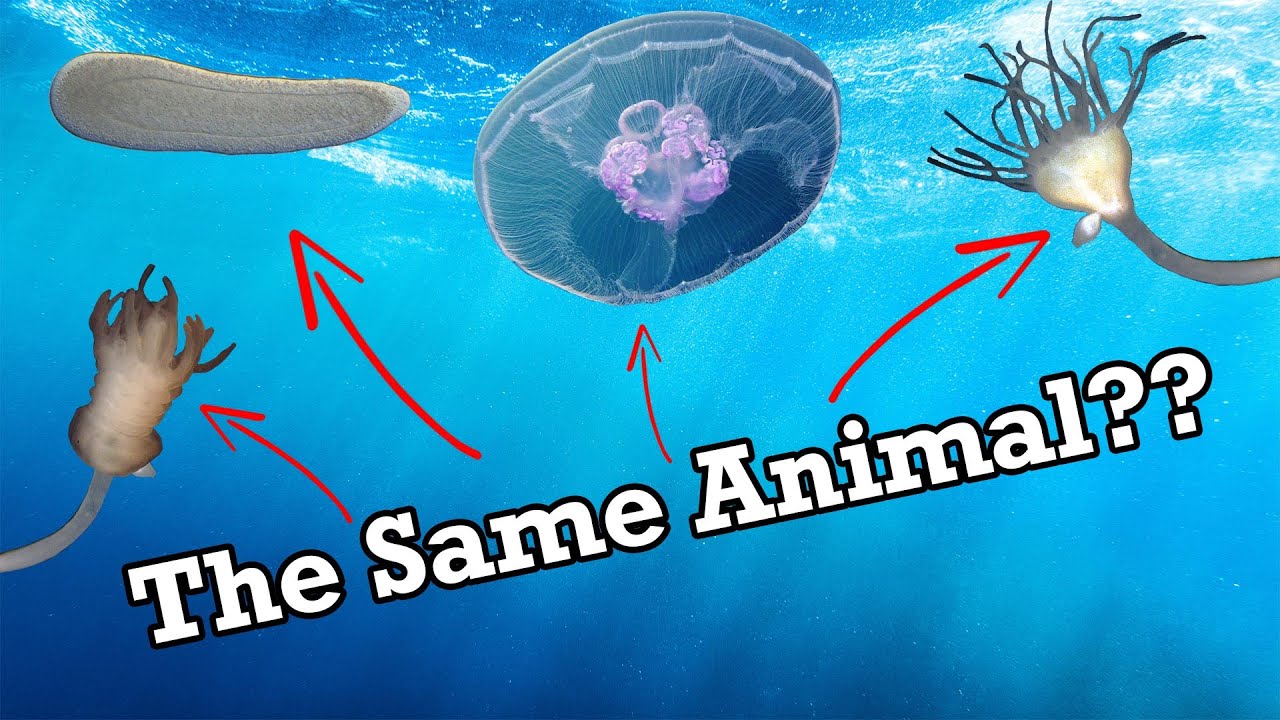 Cnidaria: Stinging Cells and Wacky Reproduction - YouTube