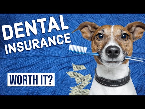 Does Pet Insurance Cover Tooth Extractions