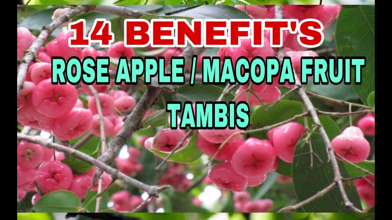 14 BENEFIT’S OF ROSE APPLE / MACUPA FRUITS / TAMBIS - YouTube