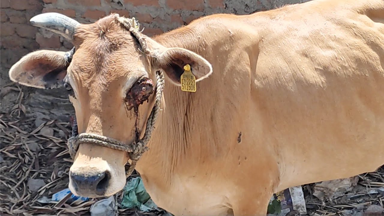 Saving an abandoned cow with horrible eye tumor and horn wounds. - YouTube