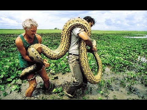 2 Man VS Giant Anaconda [HD] - YouTube