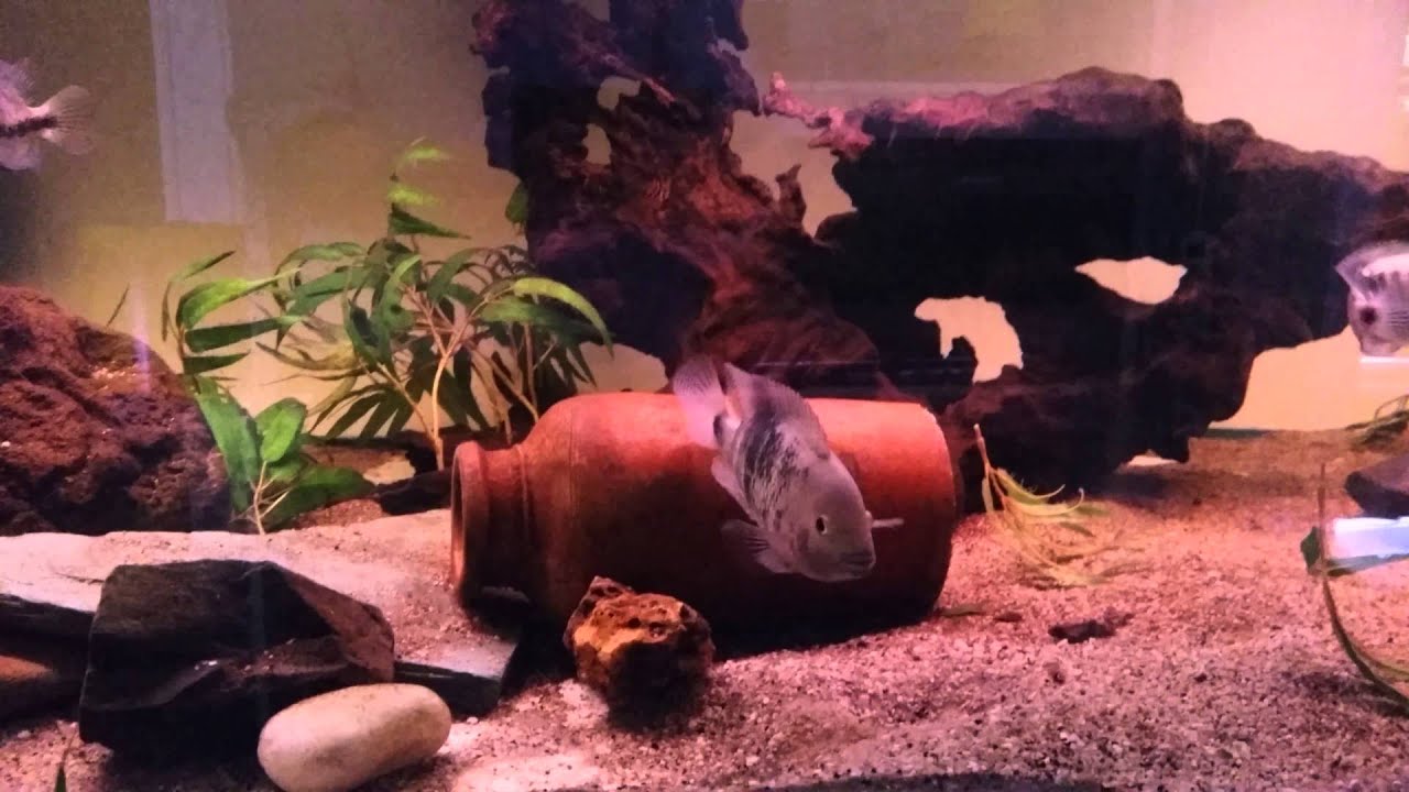 Chuco intermedium Rio Corso - YouTube