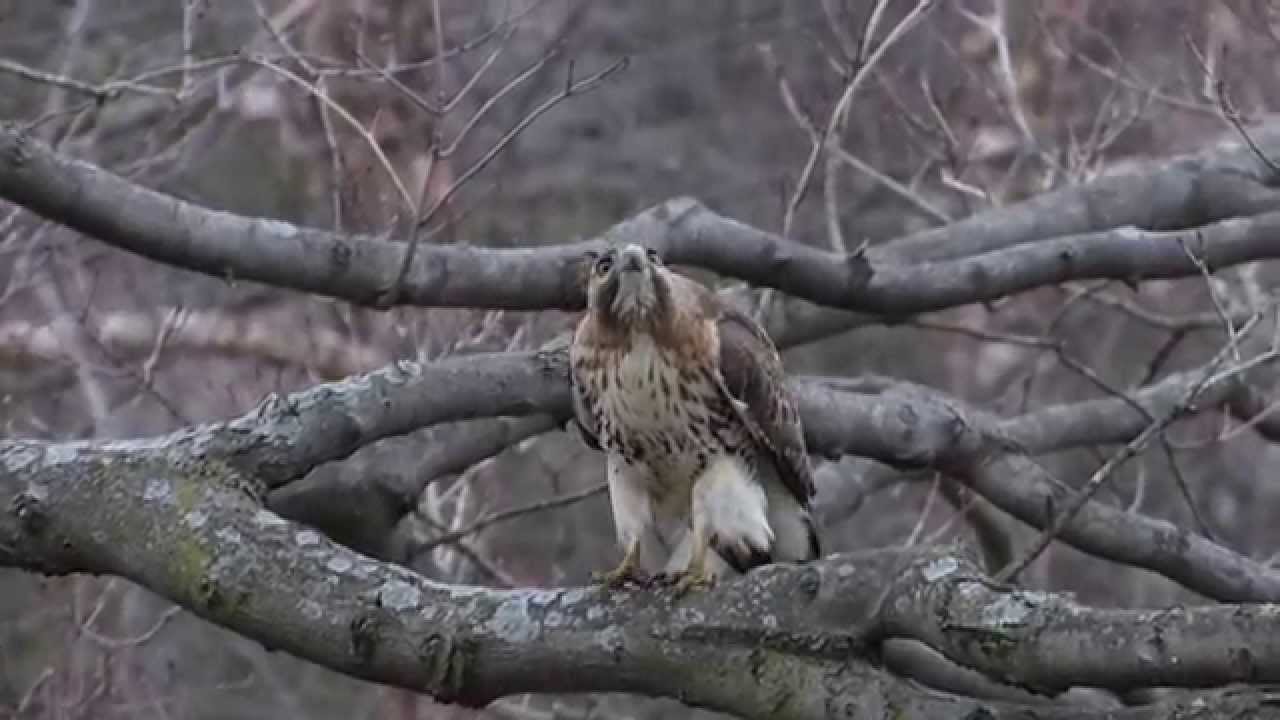 Red-tailed Hawk: drinking & hunting at Mount Auburn Cemetery, Cambridge ...