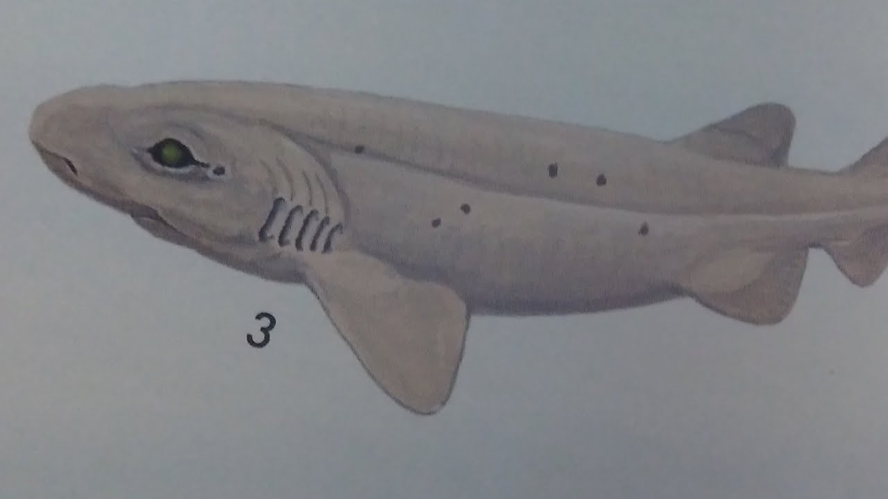 How To Draw a Brazilian Filetail Catshark - YouTube