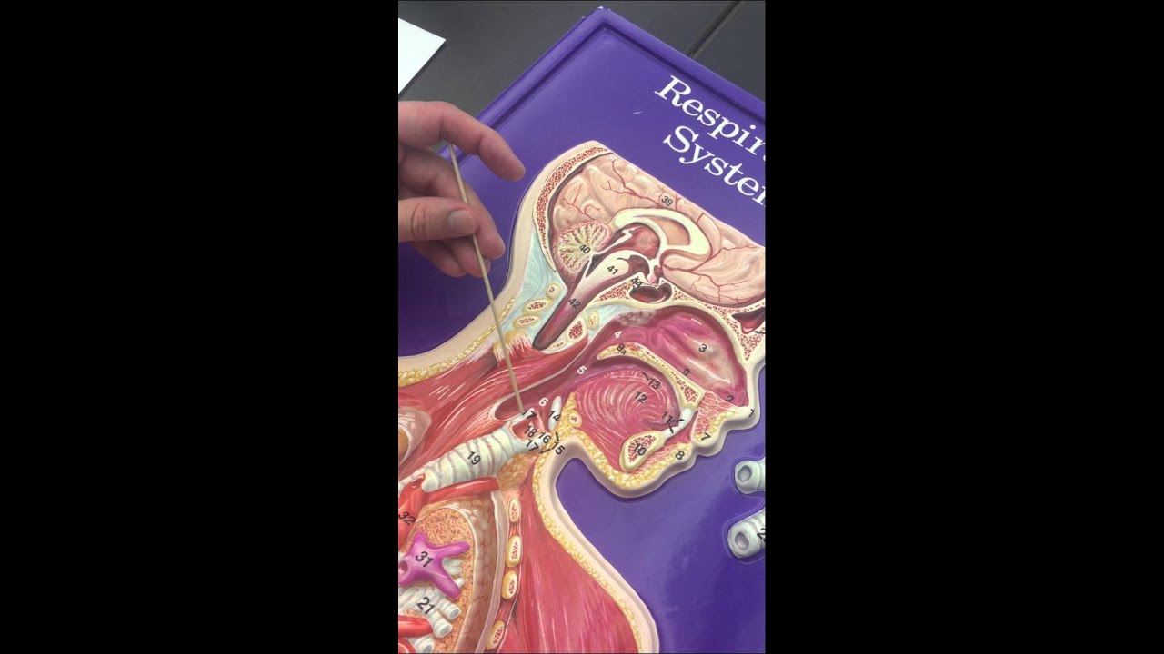 Respiratory plaque - YouTube