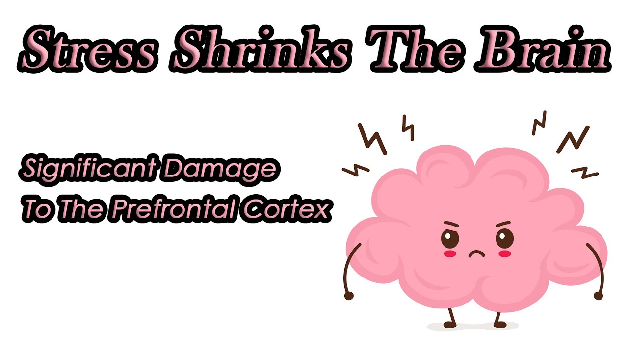 Stress Shrinks The Brain. It Creates Significant Damage To The ...