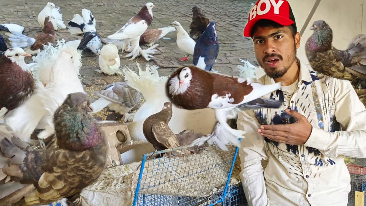 Etne sare fancy kabootar mere farm pe😍 - YouTube