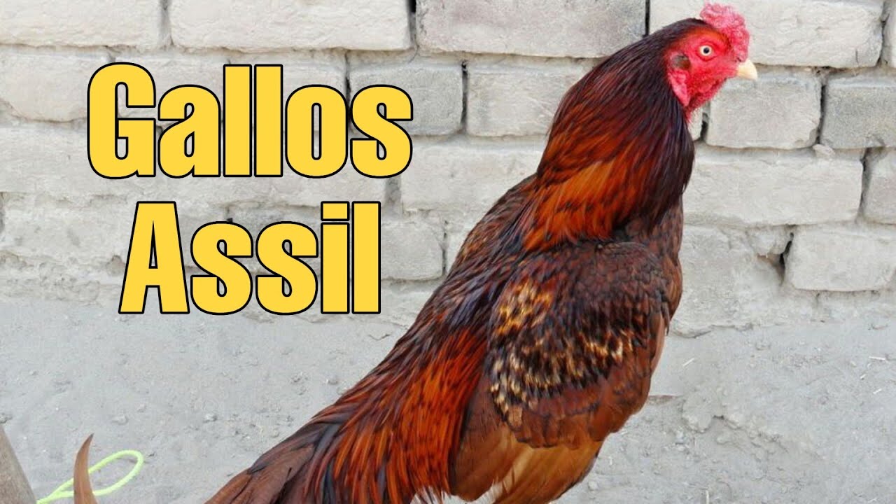 Todo lo que debes saber sobre los GALLOS ASSIL - YouTube