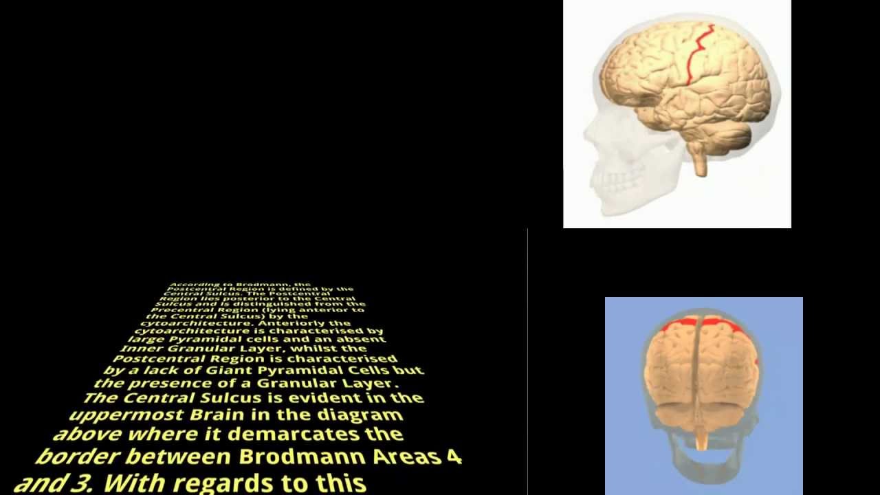Primary Somatosensory Cortex Brodmann Area