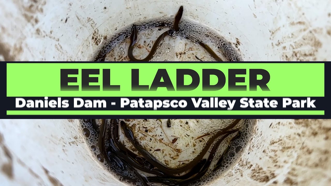 Eel Ladder at Daniels Dam Patapsco Valley State Park - YouTube