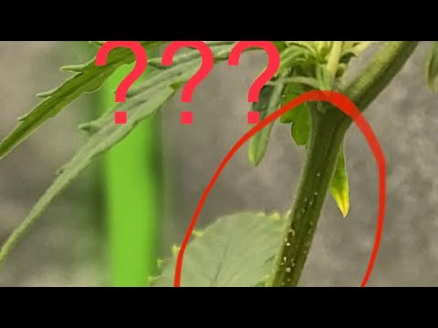 Alaskan Purple Auto: Week 6 - YouTube