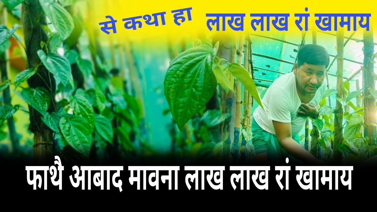 Betel leaf farming//फाथै आबाद - YouTube