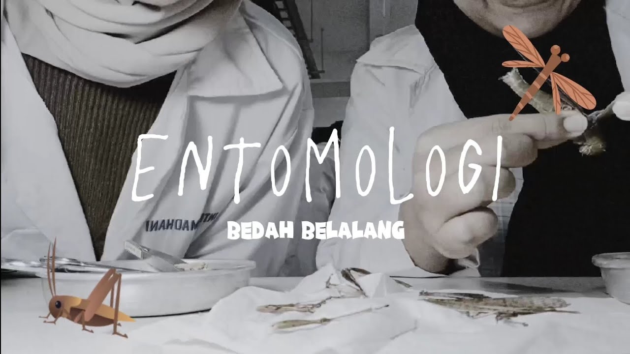 Praktikum Entomologi - Bedah Belalang - YouTube