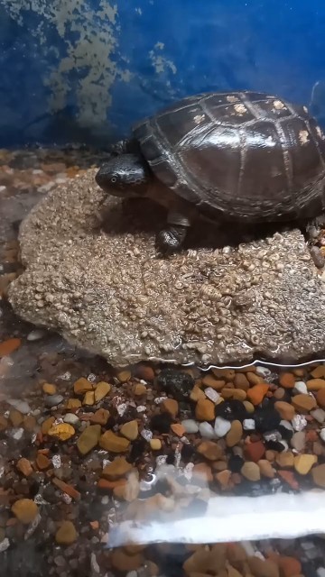 HEY THERE LITTLE GUY!! My turtle loves me! Meet Ernest. 🐢🥰💯 - YouTube