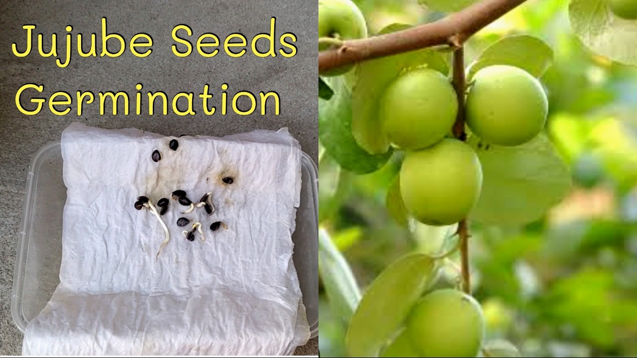 How To Grow Ber (Jujube) At Home |Jujube Seeds Germination| How To Grow ...