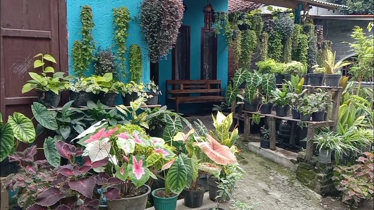 Teras Rumah Sederhana dengan Berbagai Tanaman Hias Subur dan Rimbun di ...