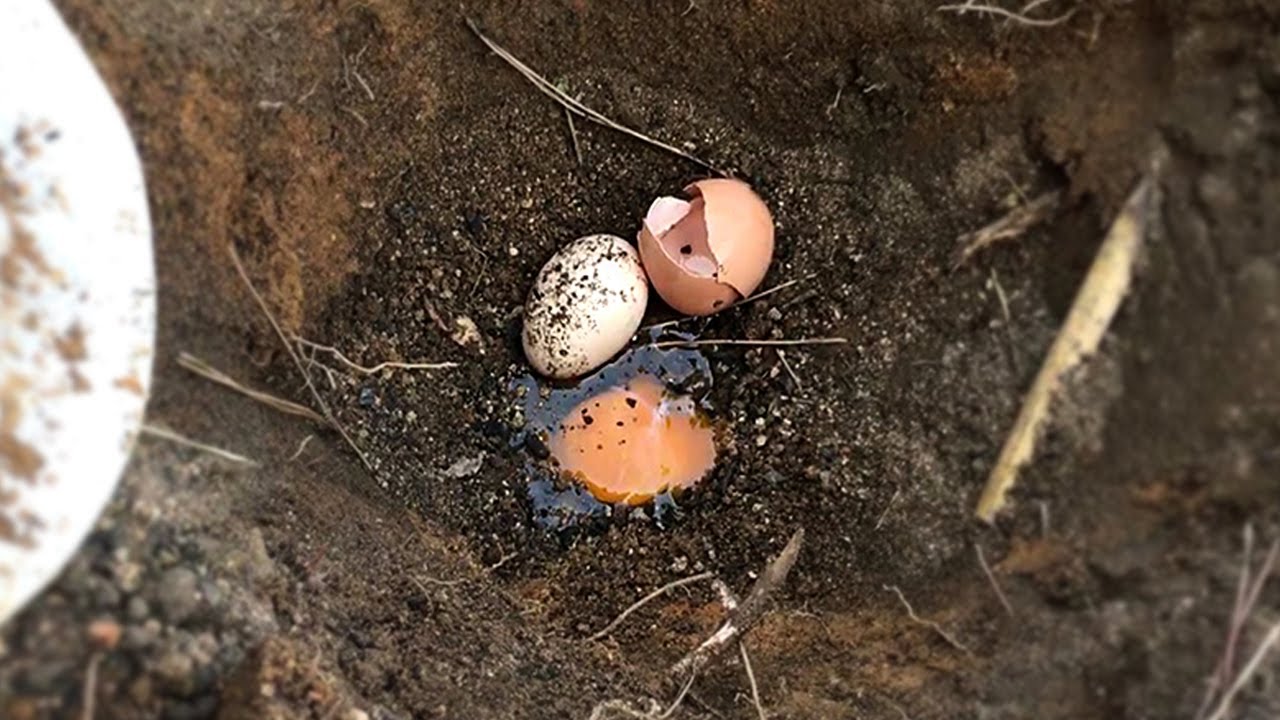 계란을 땅에 묻었다 - Buried egg [eng sub] - YouTube