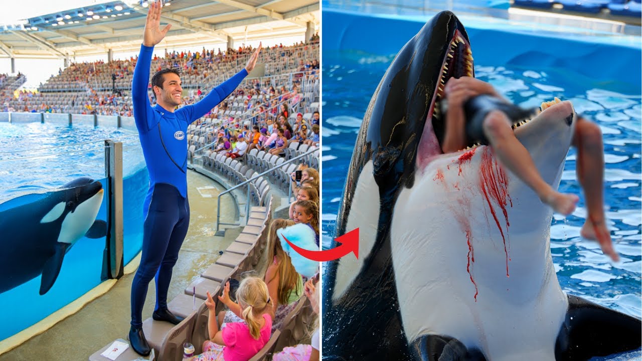 Killer Whale Trainer Killed During Live Show – The Hidden Truth Behind ...