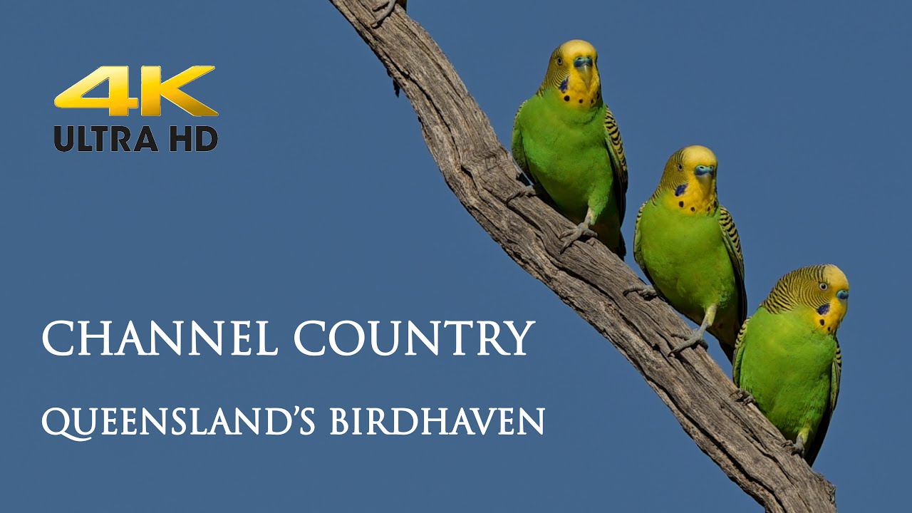 Wild Birds of Australia’s Channel Country | A Birdwatcher’s Paradise ...