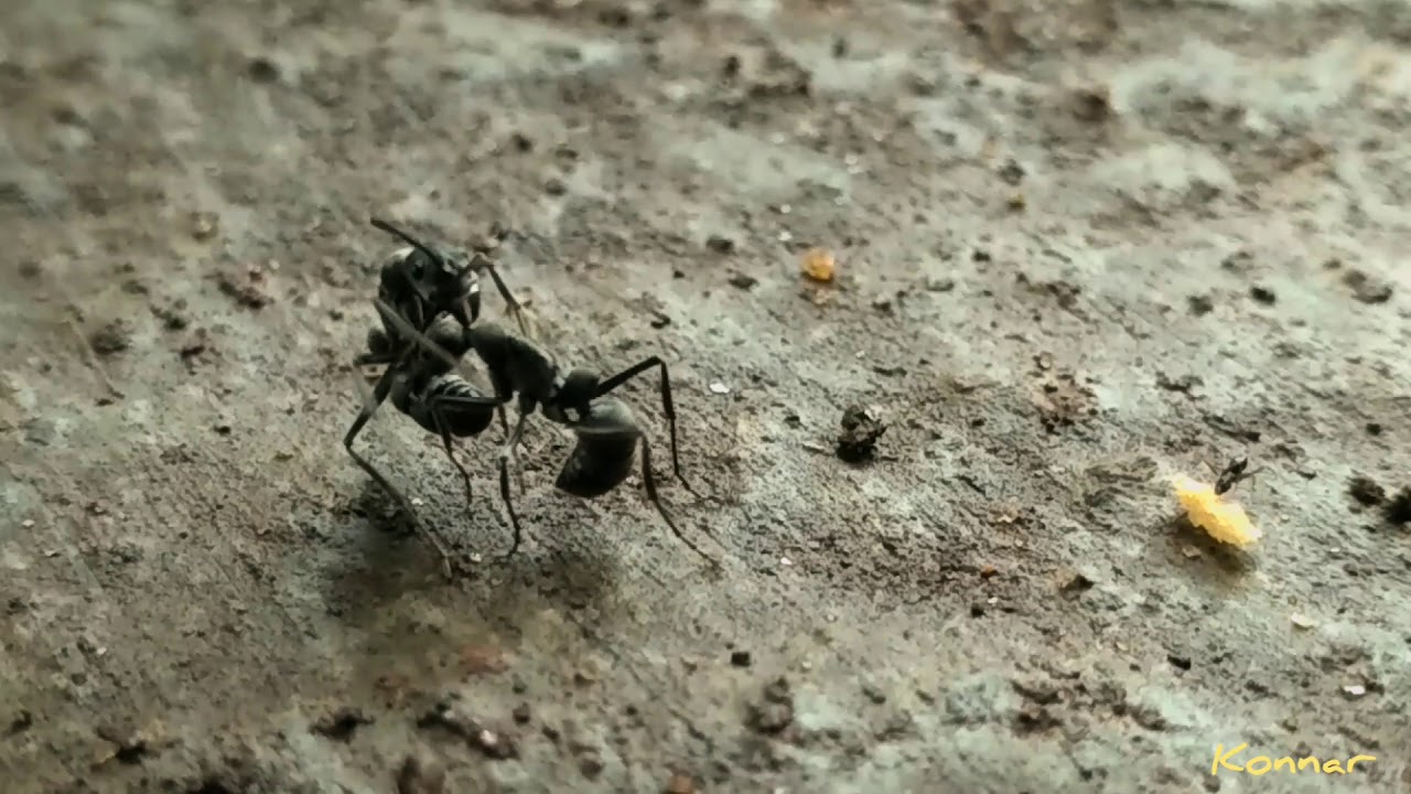 Reproduction in Ants!😊 - YouTube