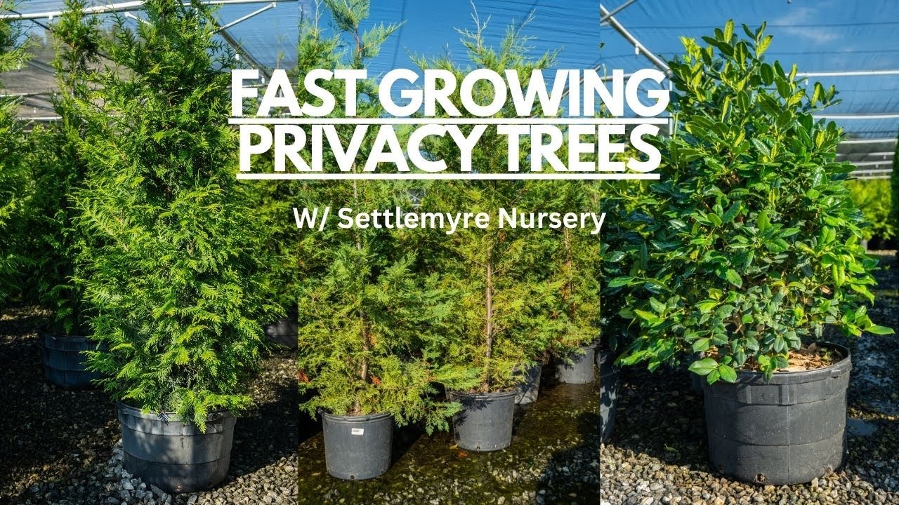 Fast Growing Privacy Trees! HOW TO Prune & Water Them! - YouTube