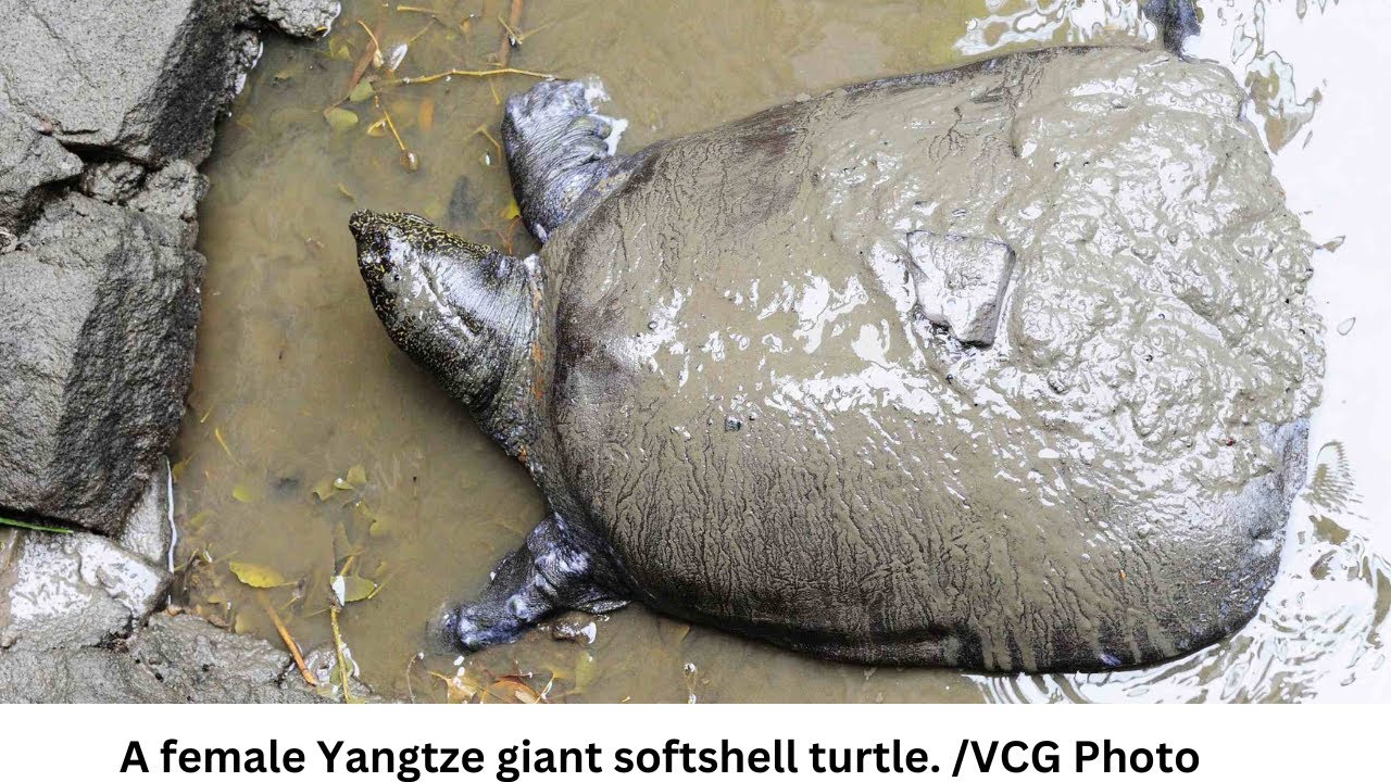 Largest freshwater turtle species doomed to extinction after last ...