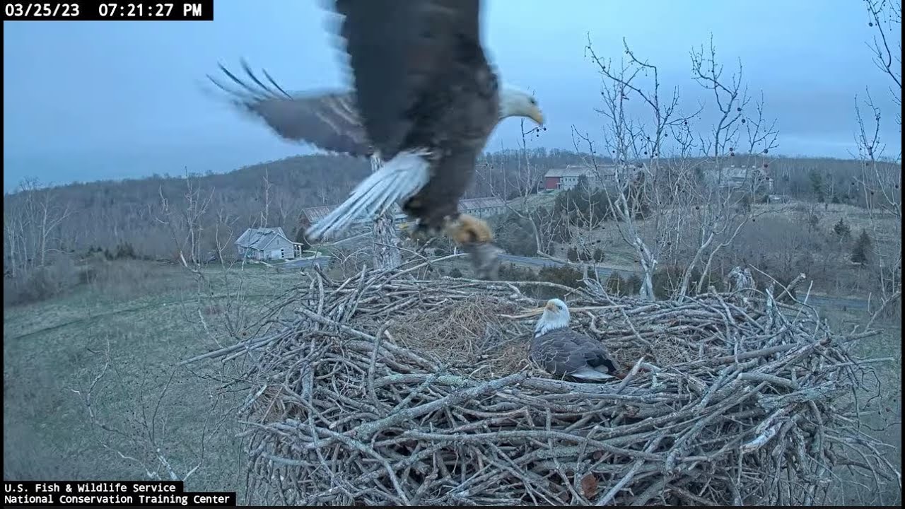 Signs of Hatch Fish Delivery Fish Flip Flops - Bella Offers Eggs Fish ...