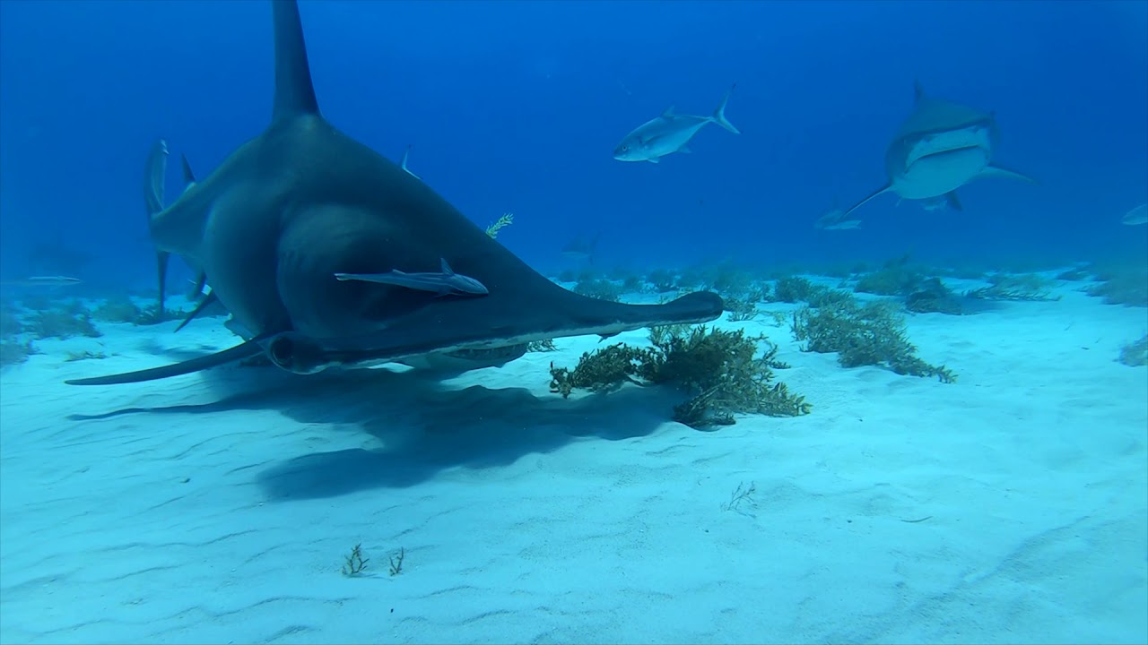 Sublue Seabow - The Ultimate Crossbow - YouTube