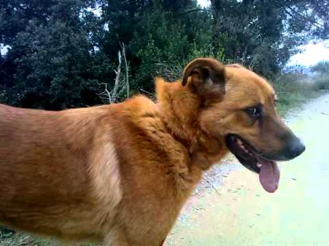 CALDES ANIMAL: Rey - YouTube