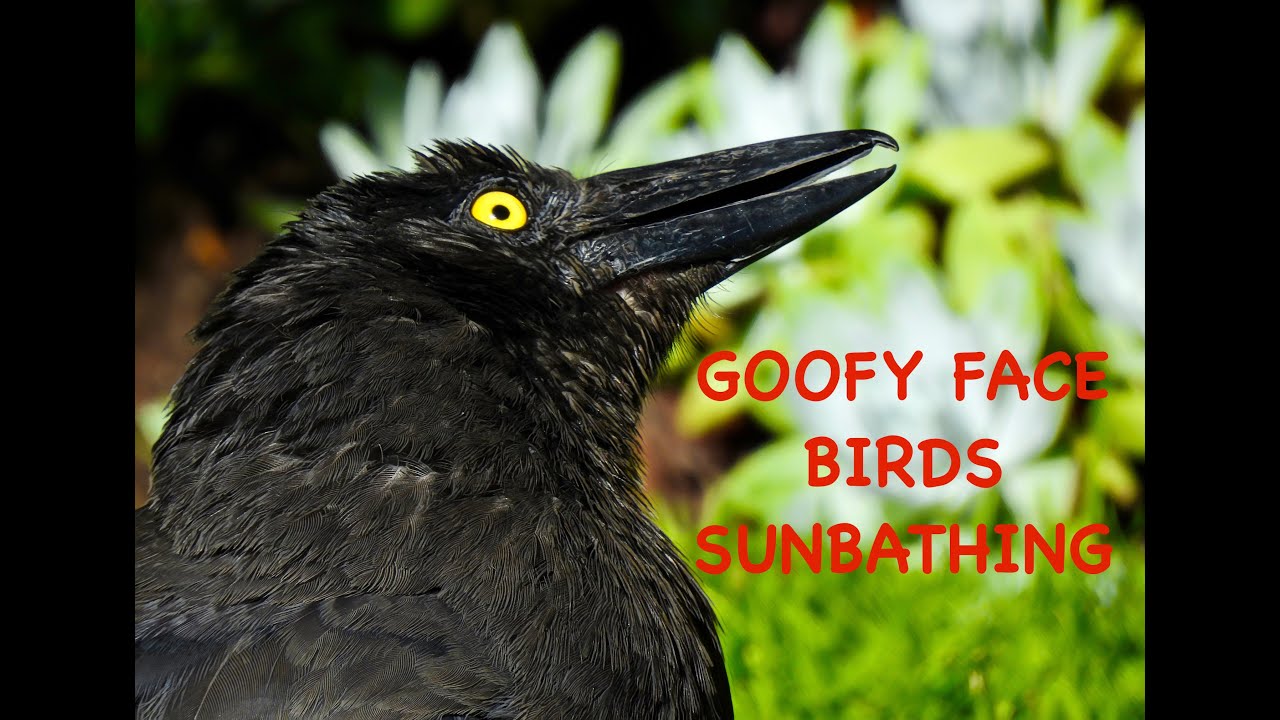 Goofy Face Birds Sunbathing - GYPSY PENNEFEATHER - Nikon Coolpix P950 ...