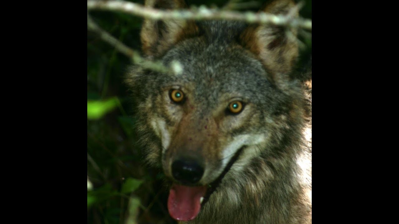 Isabella Minnesota Wolves Wander Lake Gegoka On A Snowy Afternoon - YouTube