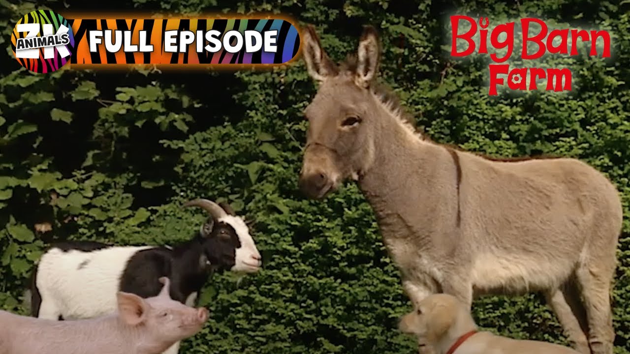 Lost Piglet Mystery! - Big Barn Farm - Farm Animals - YouTube