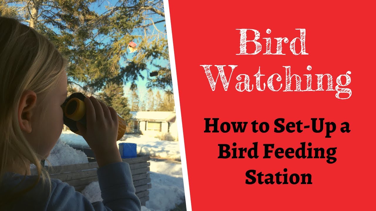 Birdwatching | How to Set-up a Bird Feeding Station | Raising A to Z ...