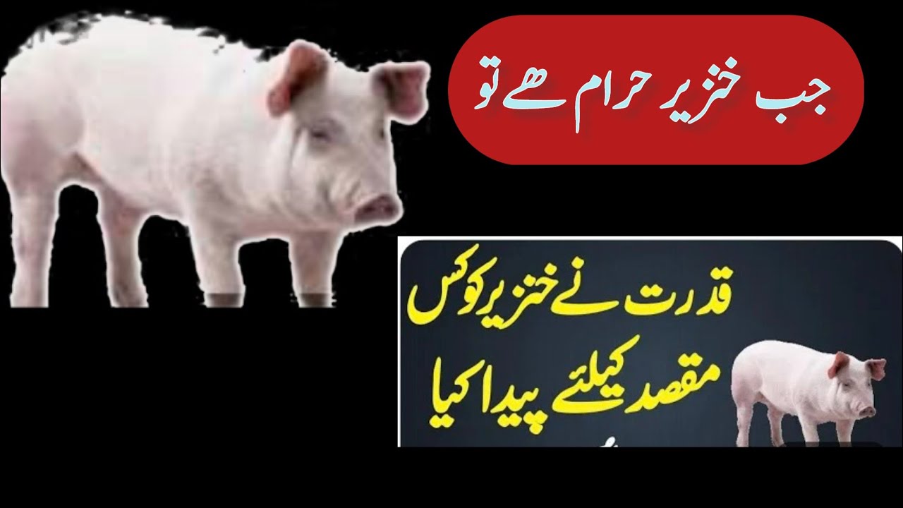 Why ALLAH Creat Pig | ALLAH ne khinzeer ko q paida kya | Story and ...