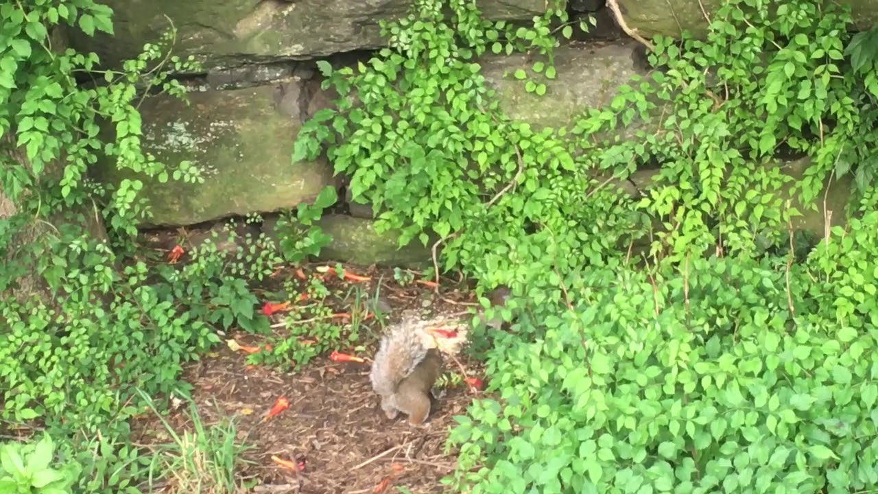 Ardilla vs rata - YouTube