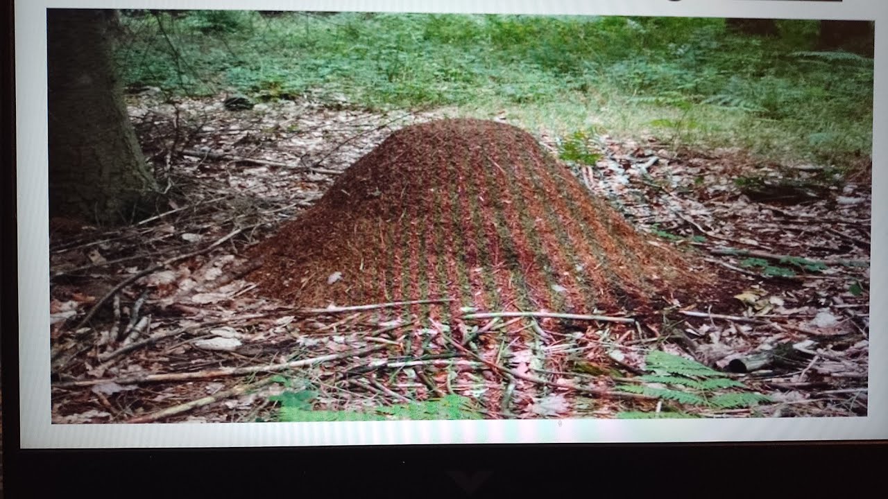 best ant species for beginners - YouTube